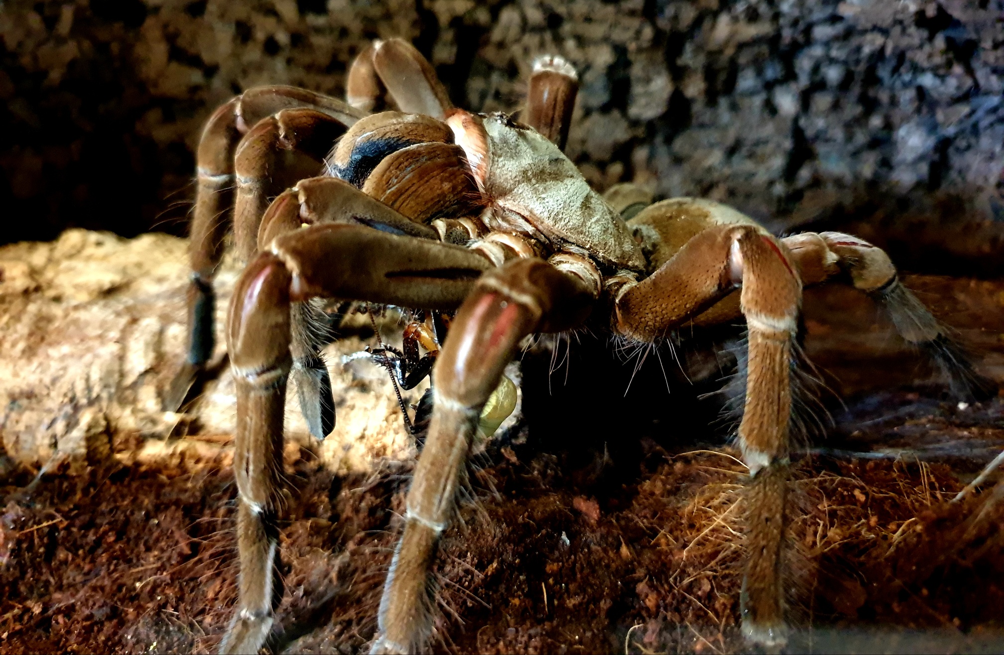 Ptasznik goliat - największy pająk na świecie? | Spidersonline.pl ...