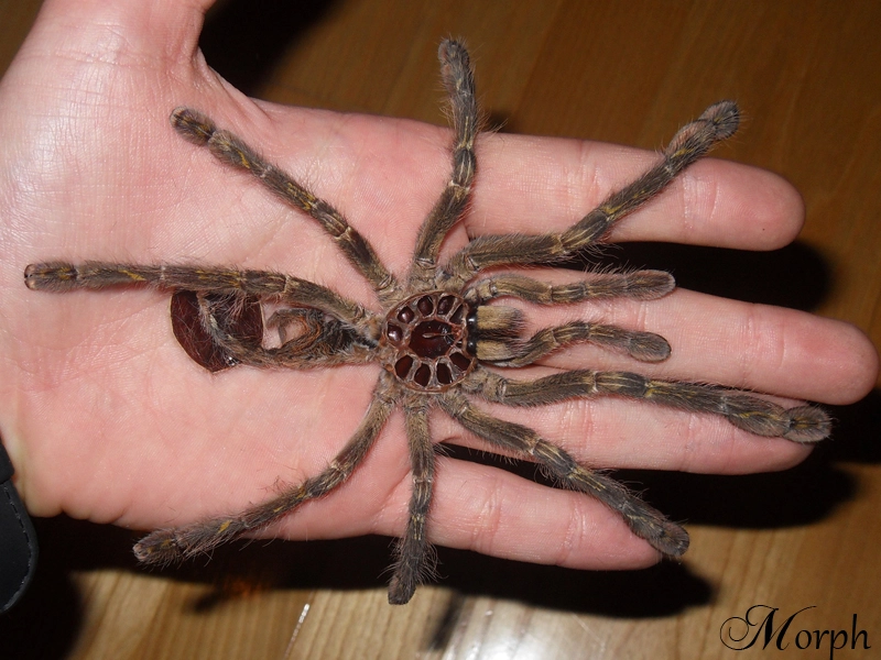 Wylinka u ptasznika - jak zadbać o pająka od A do Z! | SpidersOnline.pl ...